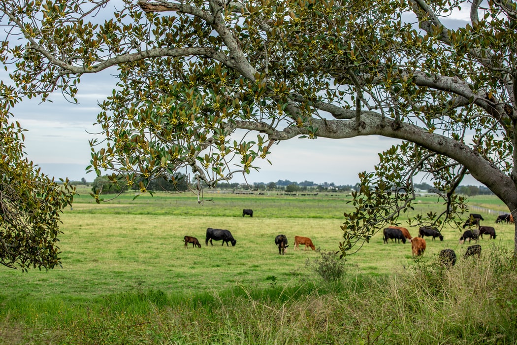 About – Pacific Coast Cattle